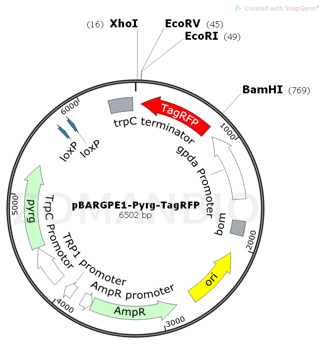 pBARGPE1-Pyrg-TagRFP-北京庄盟国际生物基因科技有限公司