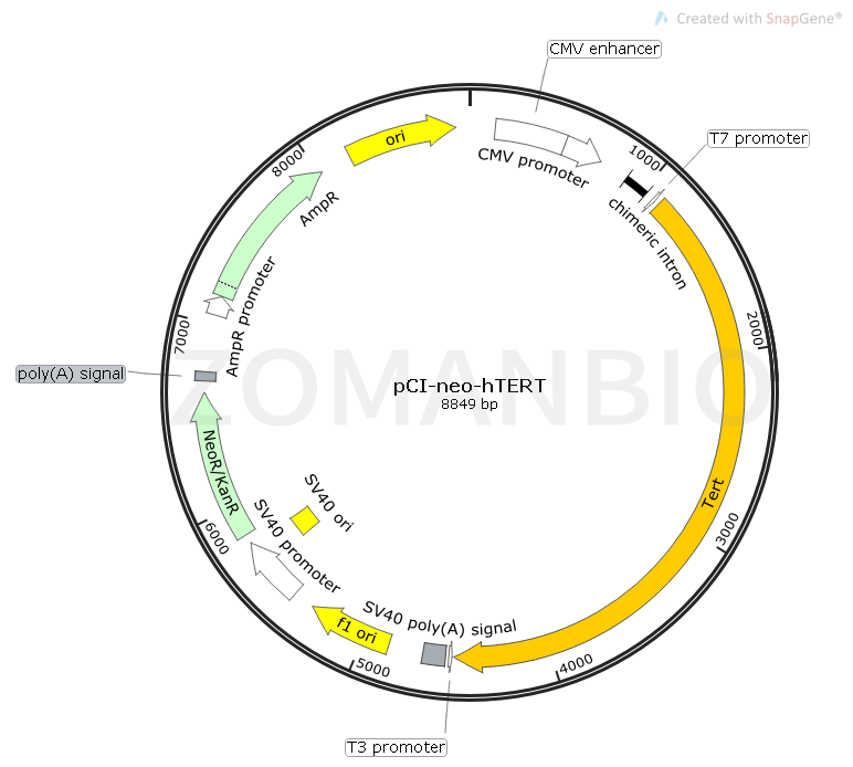 Pci Neo Htert 北京庄盟国际生物基因科技有限公司